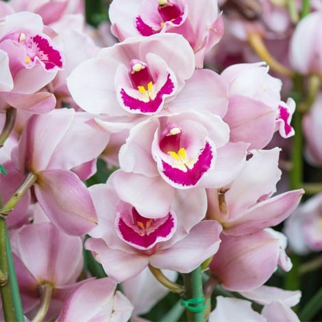 Orchidea Cymbidium - De Luca Fiori
