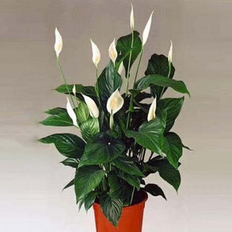 Spatifilium: Guida alla Cura e alla Bellezza della Pianta